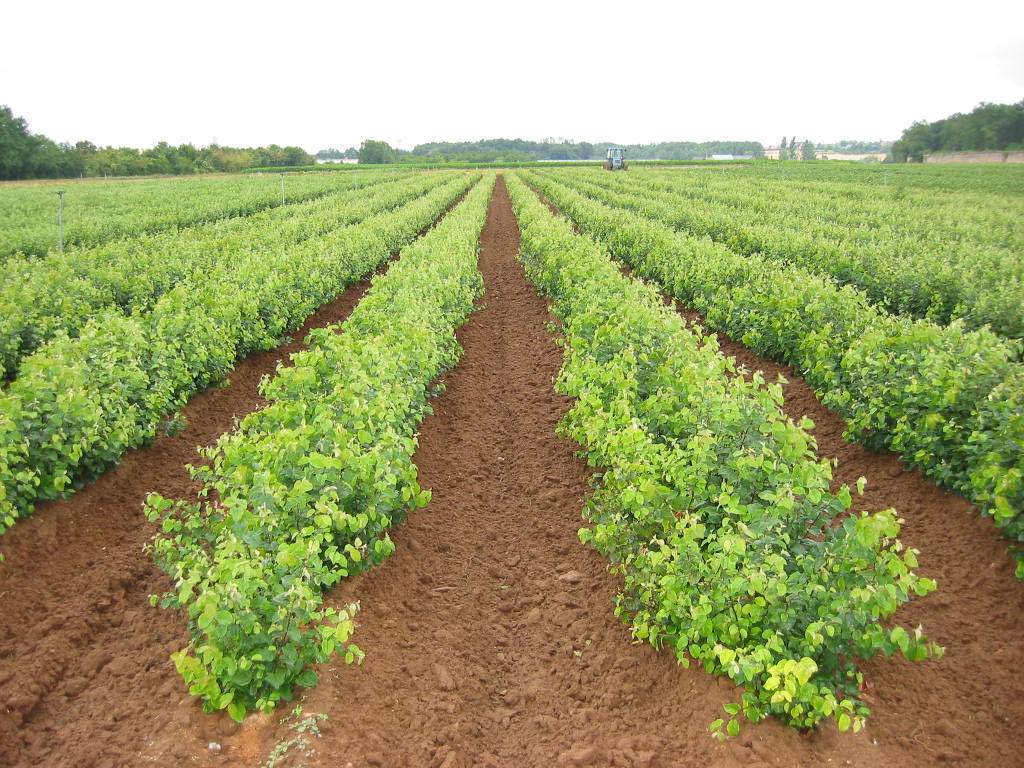 Marcotti+¿re porte greffe