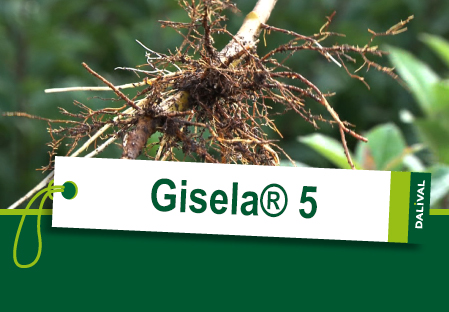 Gisela® 5